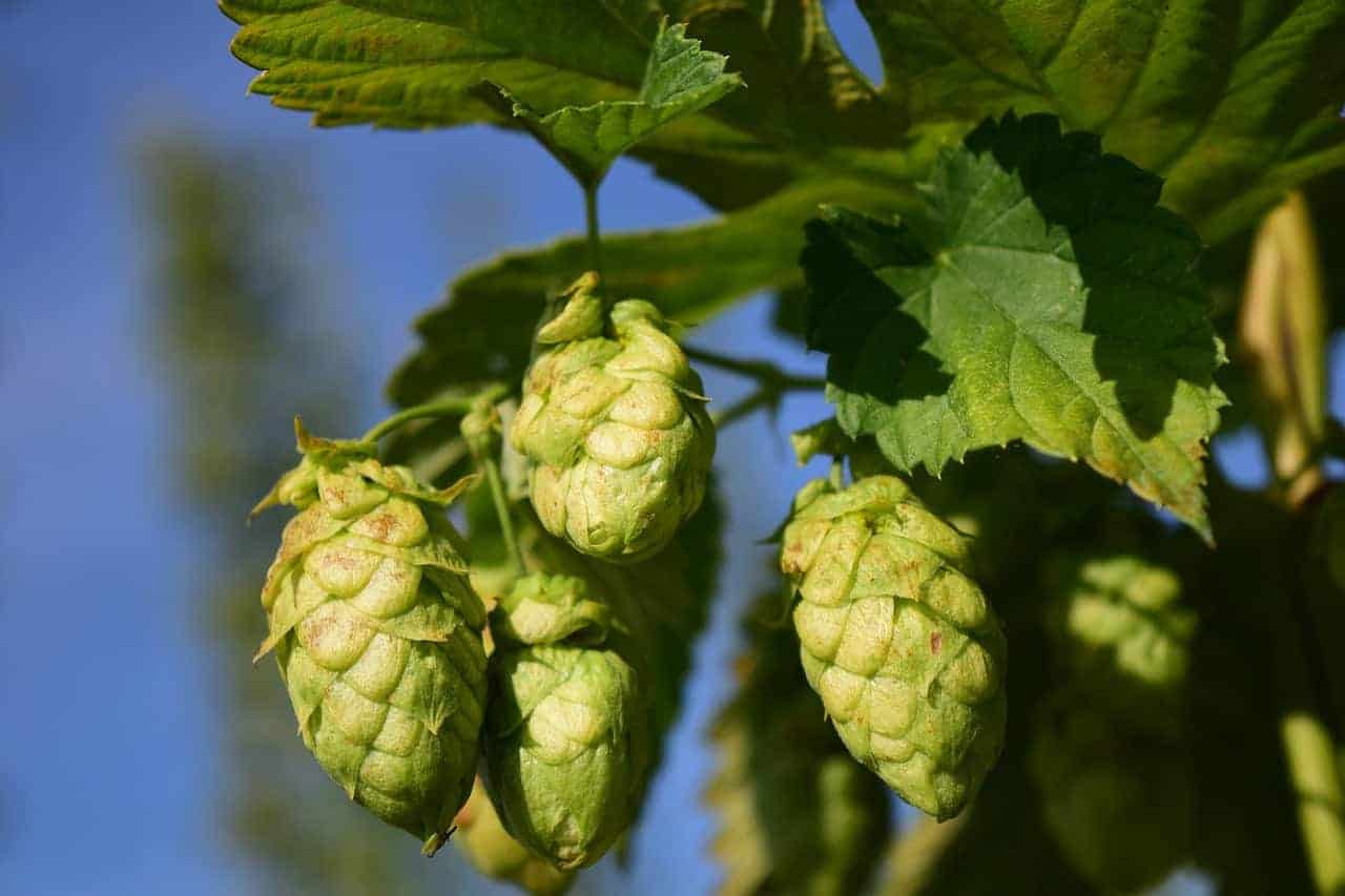 Lupulin and hop cones - invaluable for upset nerves, stress and sleep ...