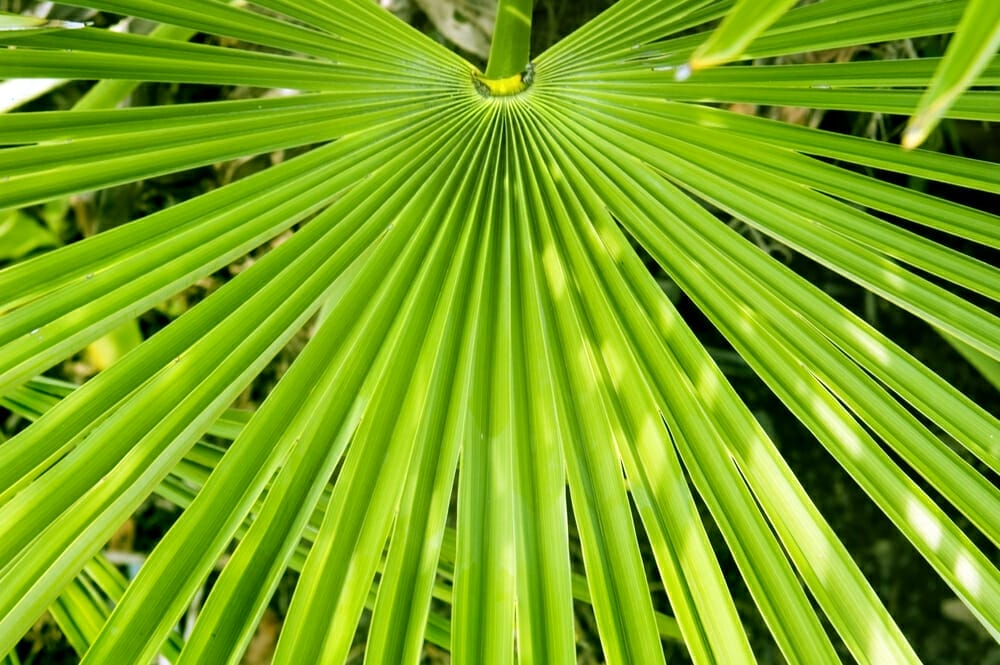 Sabal palm - medicinal properties, effects, effects on prostate ...
